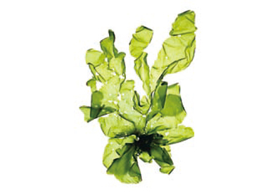 全部分かりますか？海苔の産地と種類 - 料理王国